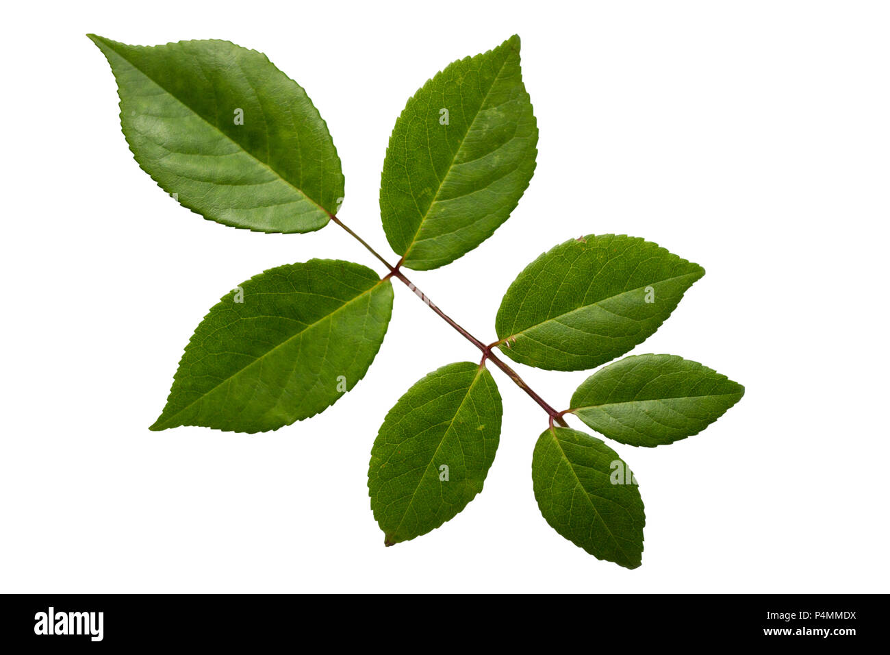 Green leaves of rose isolated on white background Stock Photo - Alamy