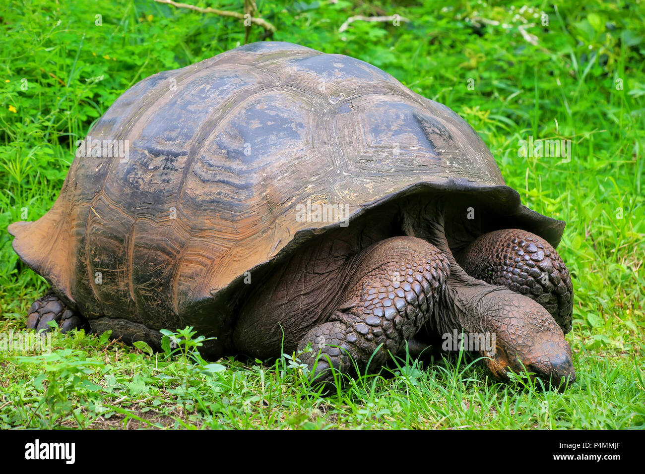 Galapagos giant tortoise (Geochelone elephantopus) on Santa Cruz Island ...