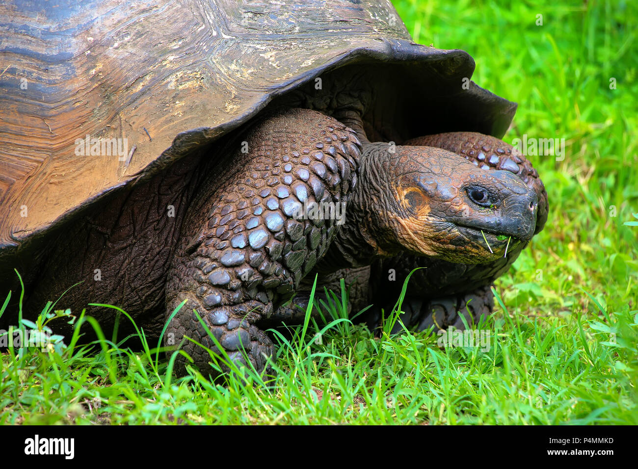 Galapagos giant tortoise (Geochelone elephantopus) on Santa Cruz Island ...