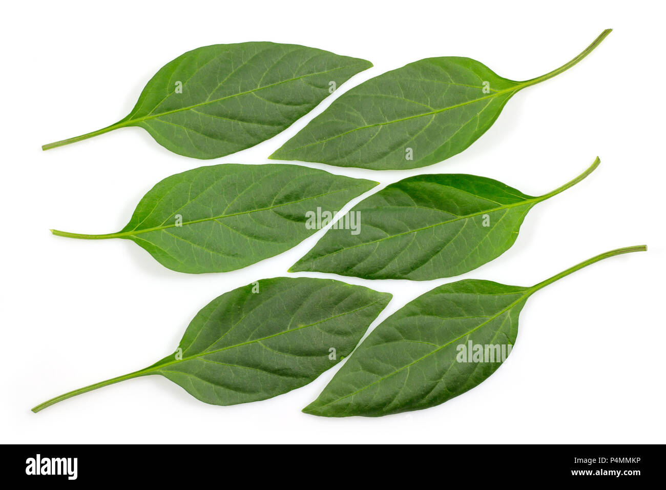 Watercolor branch green leave Cut Out Stock Images & Pictures - Alamy