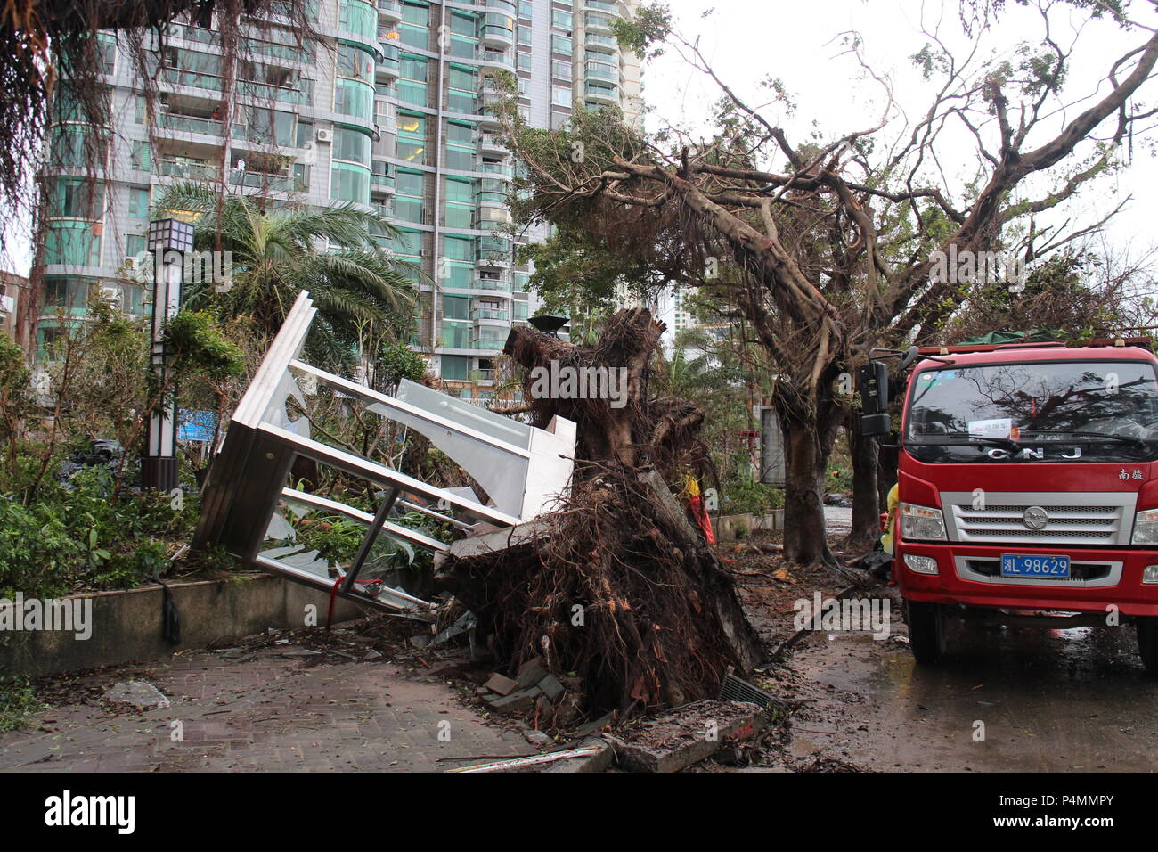 A bunch of trees destroyed by Hato typhoon in the residential district ...