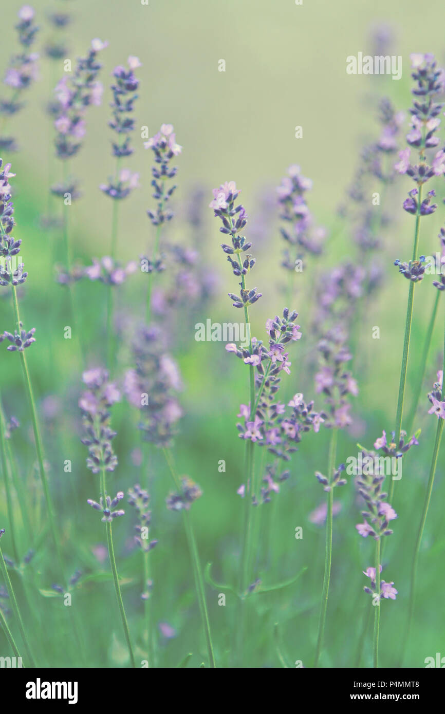 Lavender mediterranean hi-res stock photography and images - Alamy
