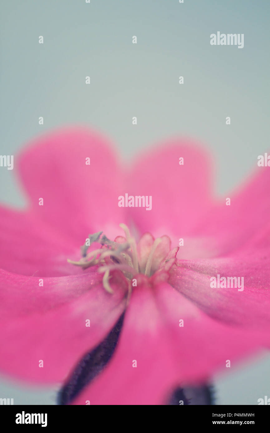 Pink pastel flower macro hi-res stock photography and images - Alamy