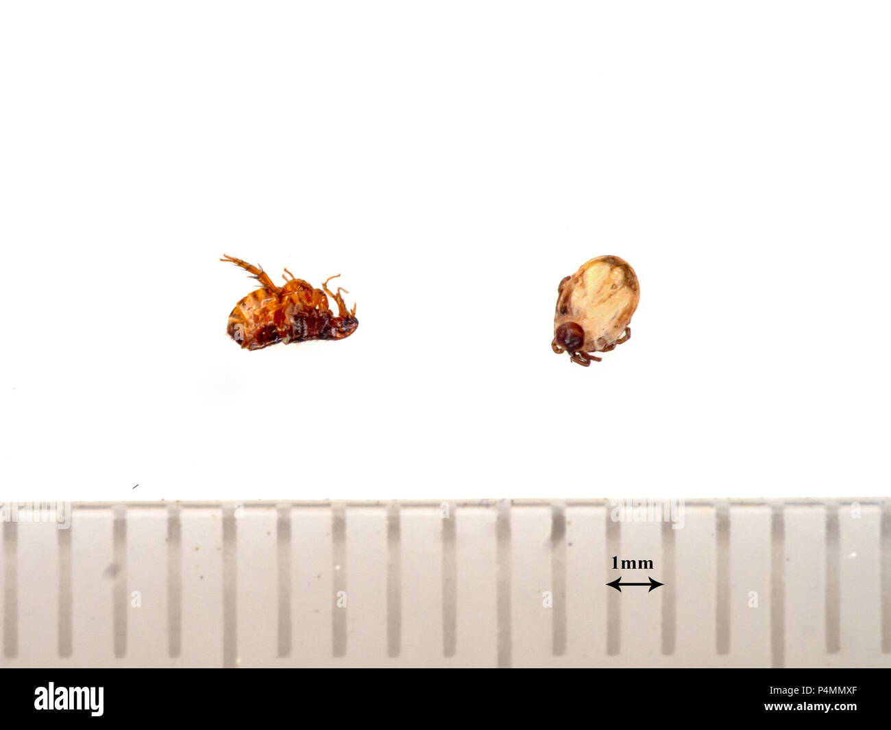 Pulex irritans hi-res stock photography and images - Alamy