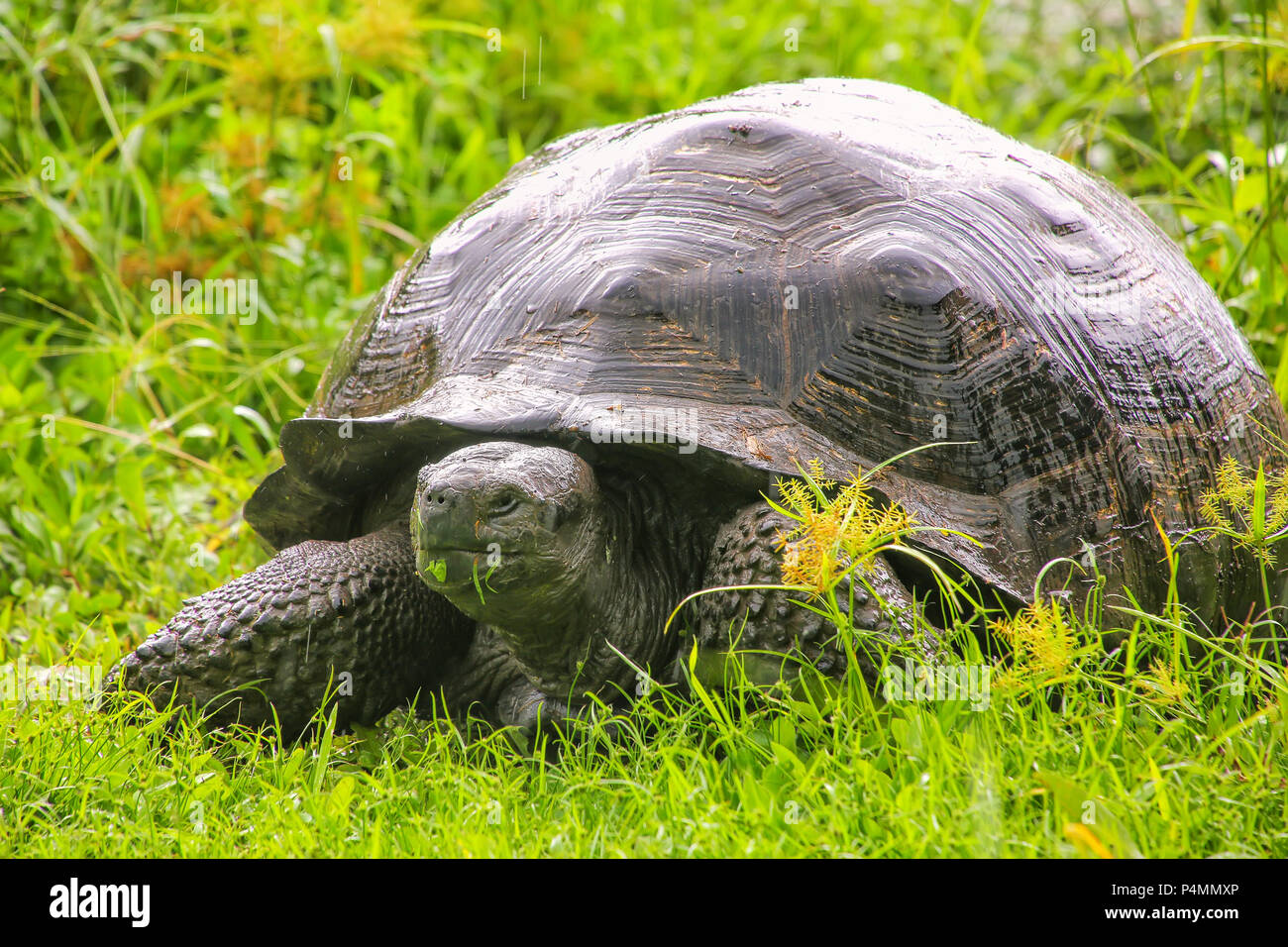 Galapagos giant tortoise (Geochelone elephantopus) on Santa Cruz Island ...