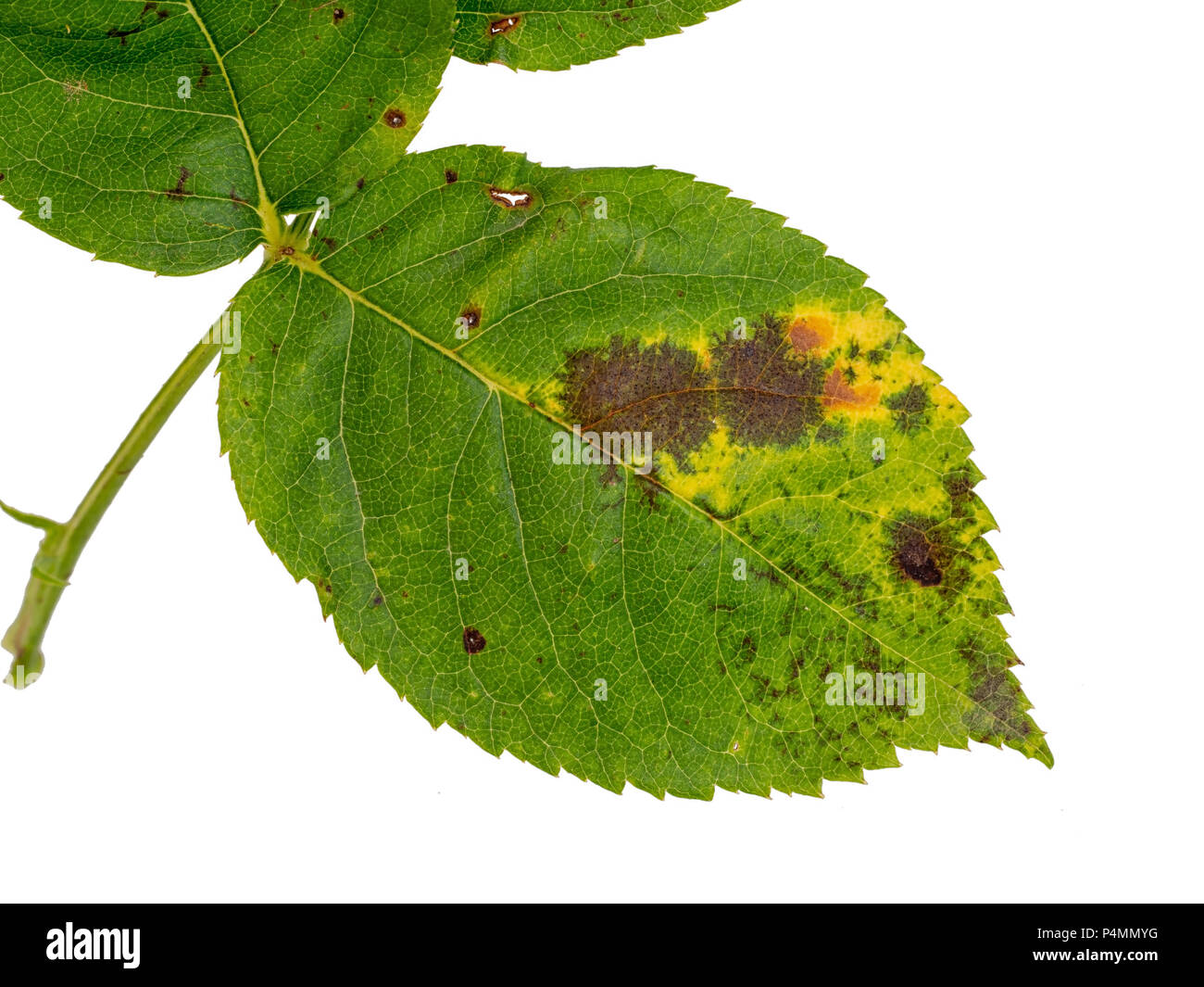 Leaf detail isolated on white Stock Photo - Alamy