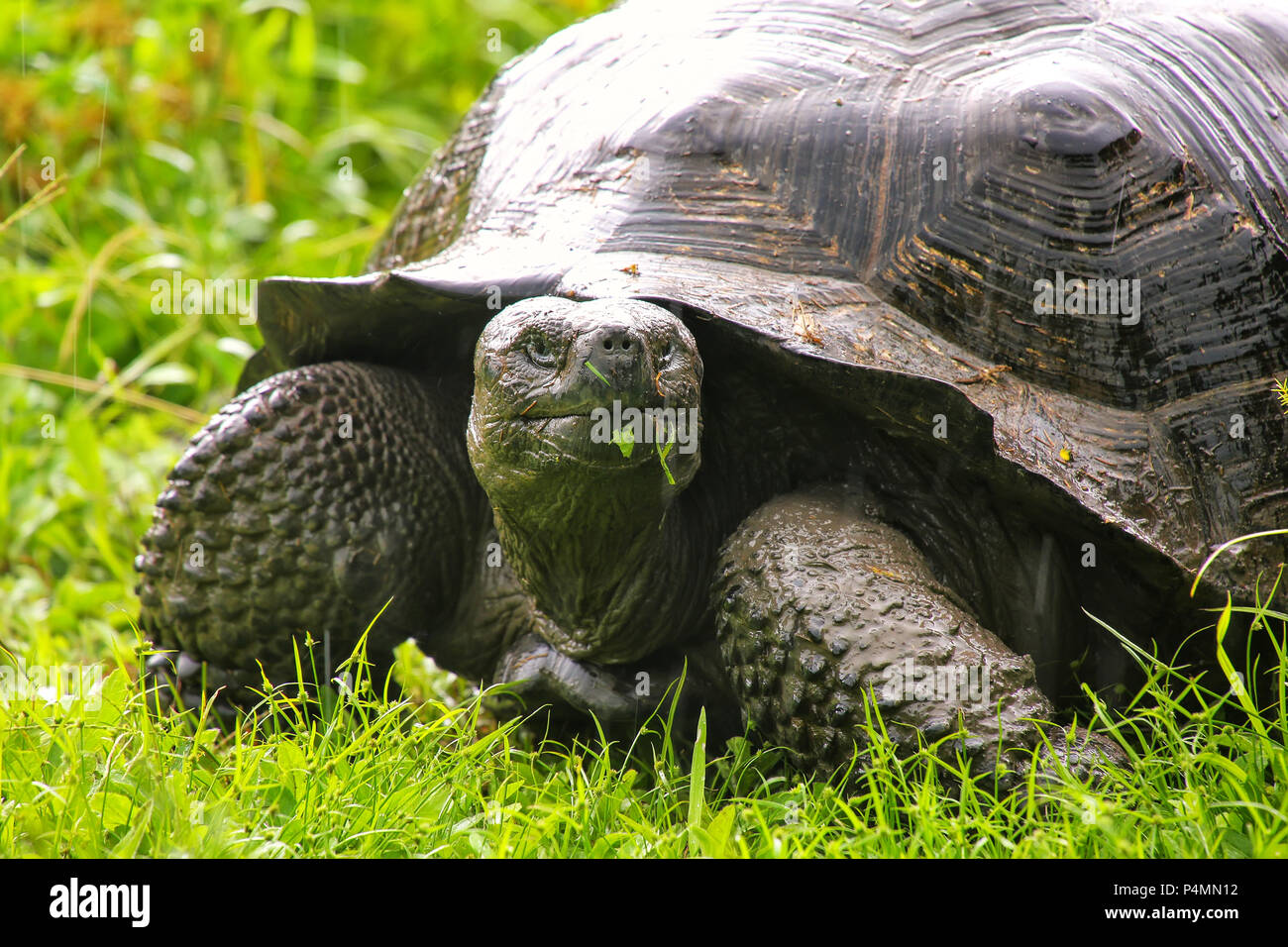 Galapagos giant tortoise (Geochelone elephantopus) on Santa Cruz Island ...