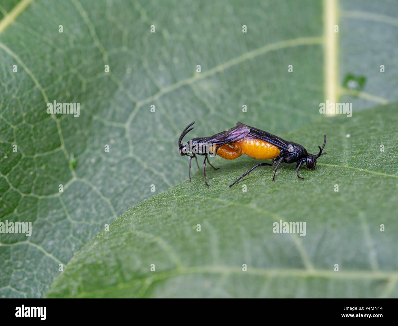 Adult insects hi-res stock photography and images - Alamy