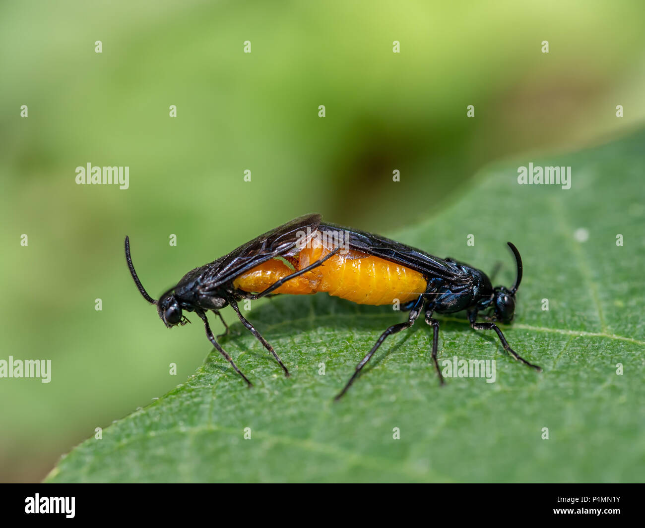 Adult Insects High Resolution Stock Photography and Images - Alamy