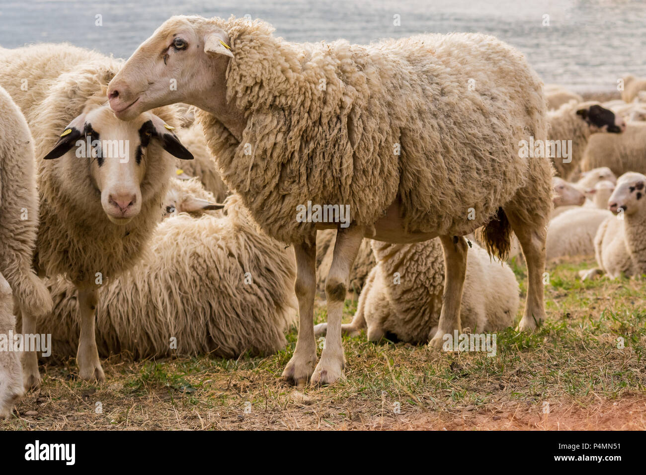 Sheeps legs hi-res stock photography and images - Alamy