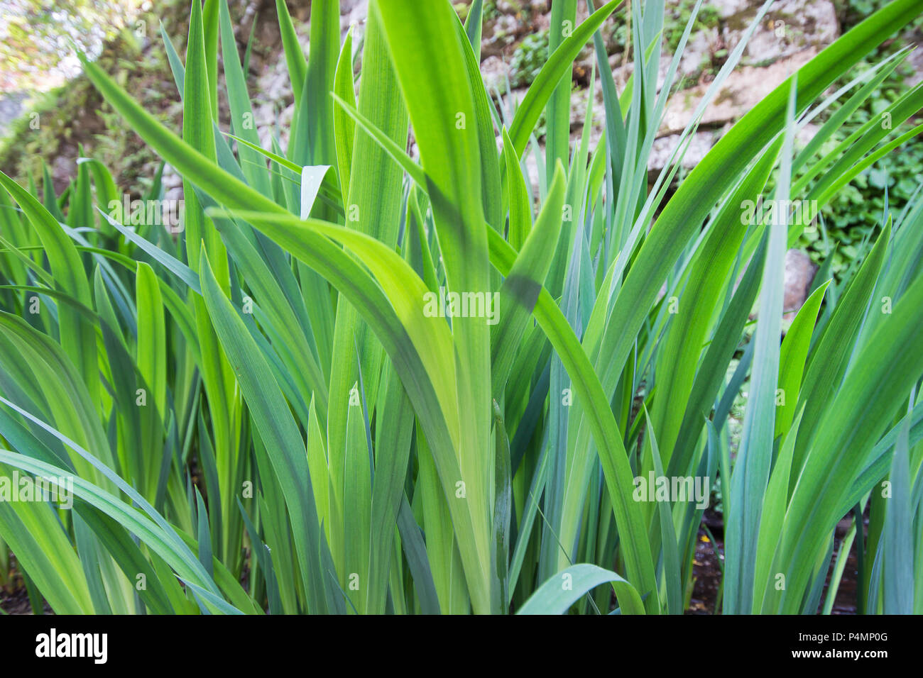 Long blades of green grass, green plant in bright day natural spring ...