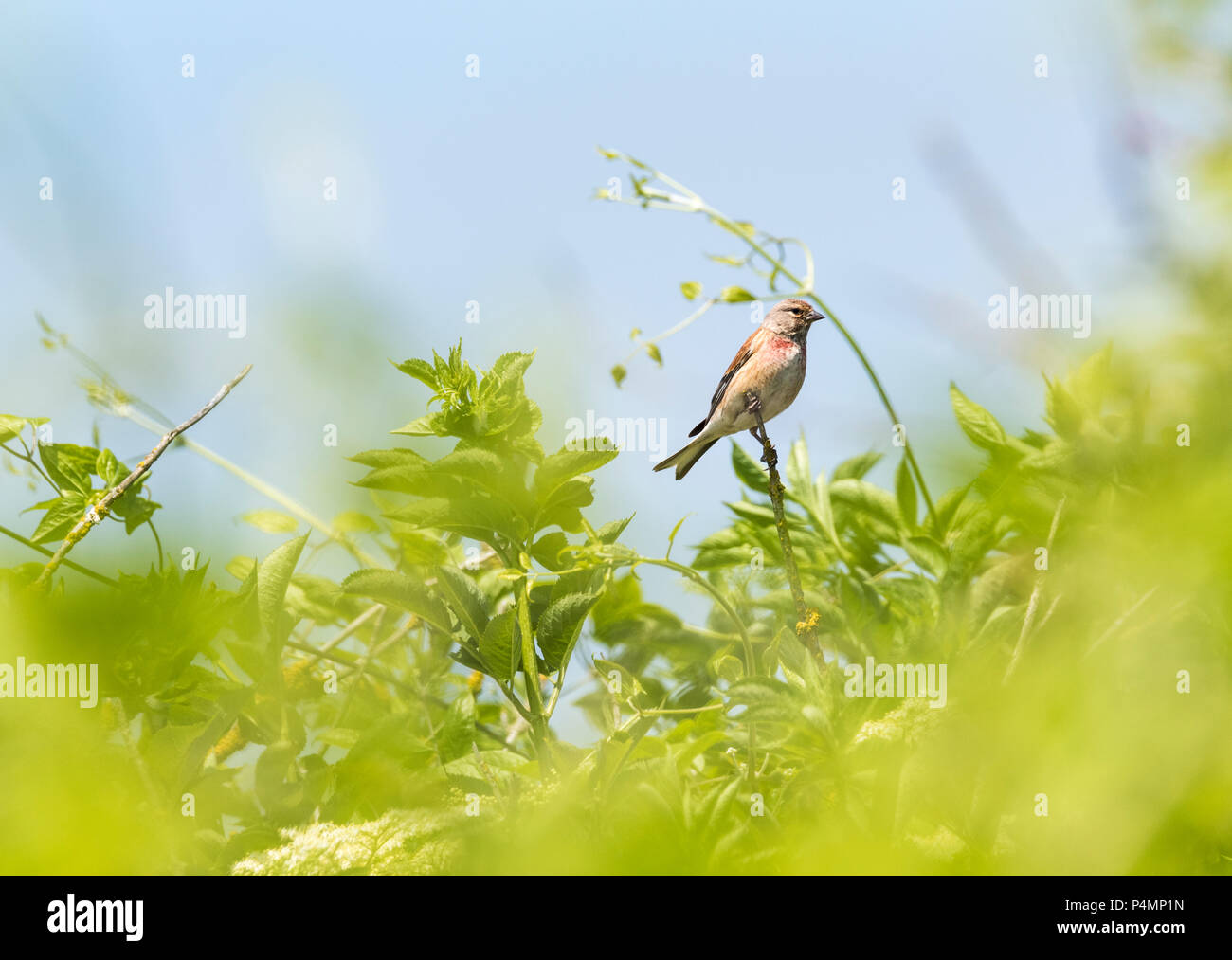 Eurasian linnet linaria cannabina hi-res stock photography and images ...
