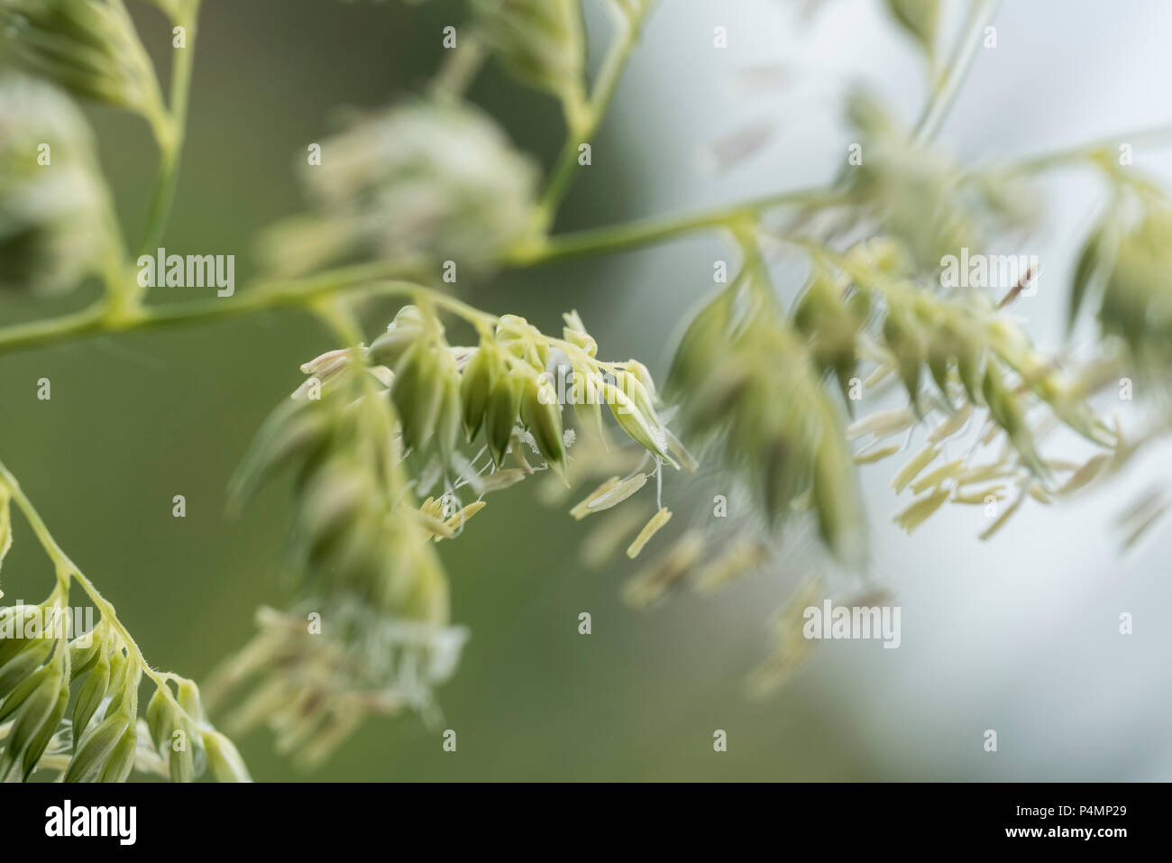 Wind moving flowers hi-res stock photography and images - Alamy