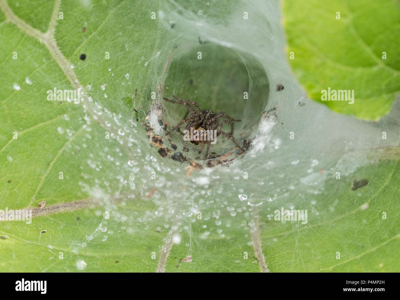 Invertebrate spider funnel web hi-res stock photography and images - Alamy