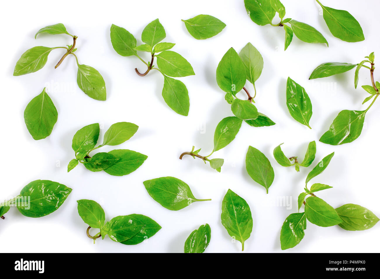 sweet basil leaves as nice natural food background Stock Photo - Alamy