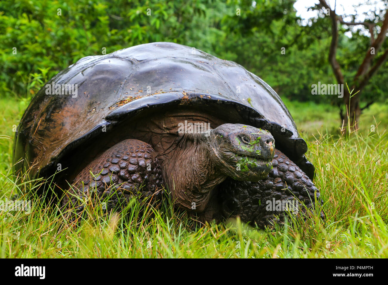 Galapagos giant tortoise (Geochelone elephantopus) on Santa Cruz Island ...
