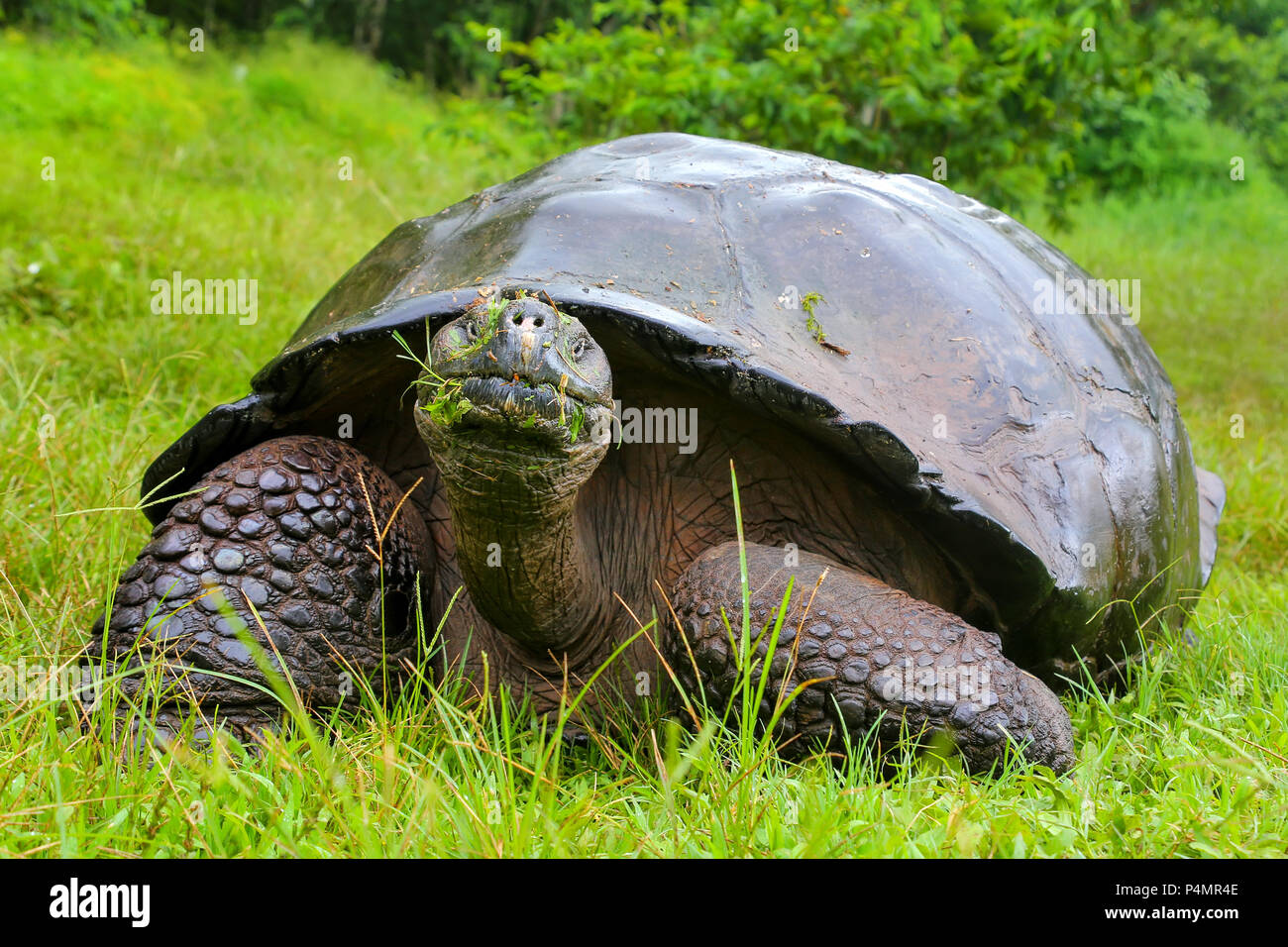 Galapagos giant tortoise (Geochelone elephantopus) on Santa Cruz Island ...