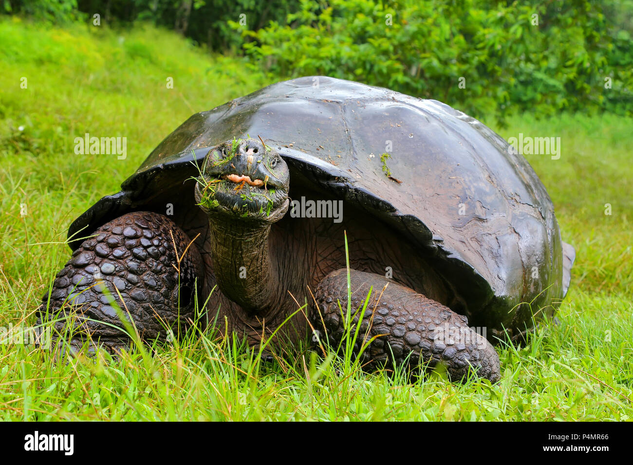 Galapagos giant tortoise (Geochelone elephantopus) on Santa Cruz Island ...