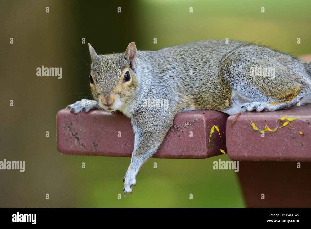 Tired squirrel hi-res stock photography and images - Alamy