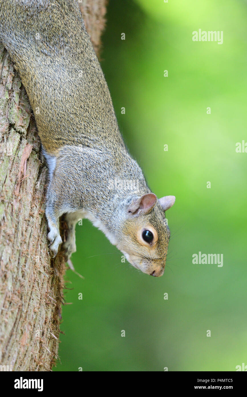 Portrait of a grey squirrel climbing down a tree trunk Stock Photo - Alamy