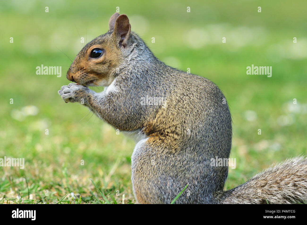 Side view of a gray squirrel standing up while eating a nut Stock Photo ...