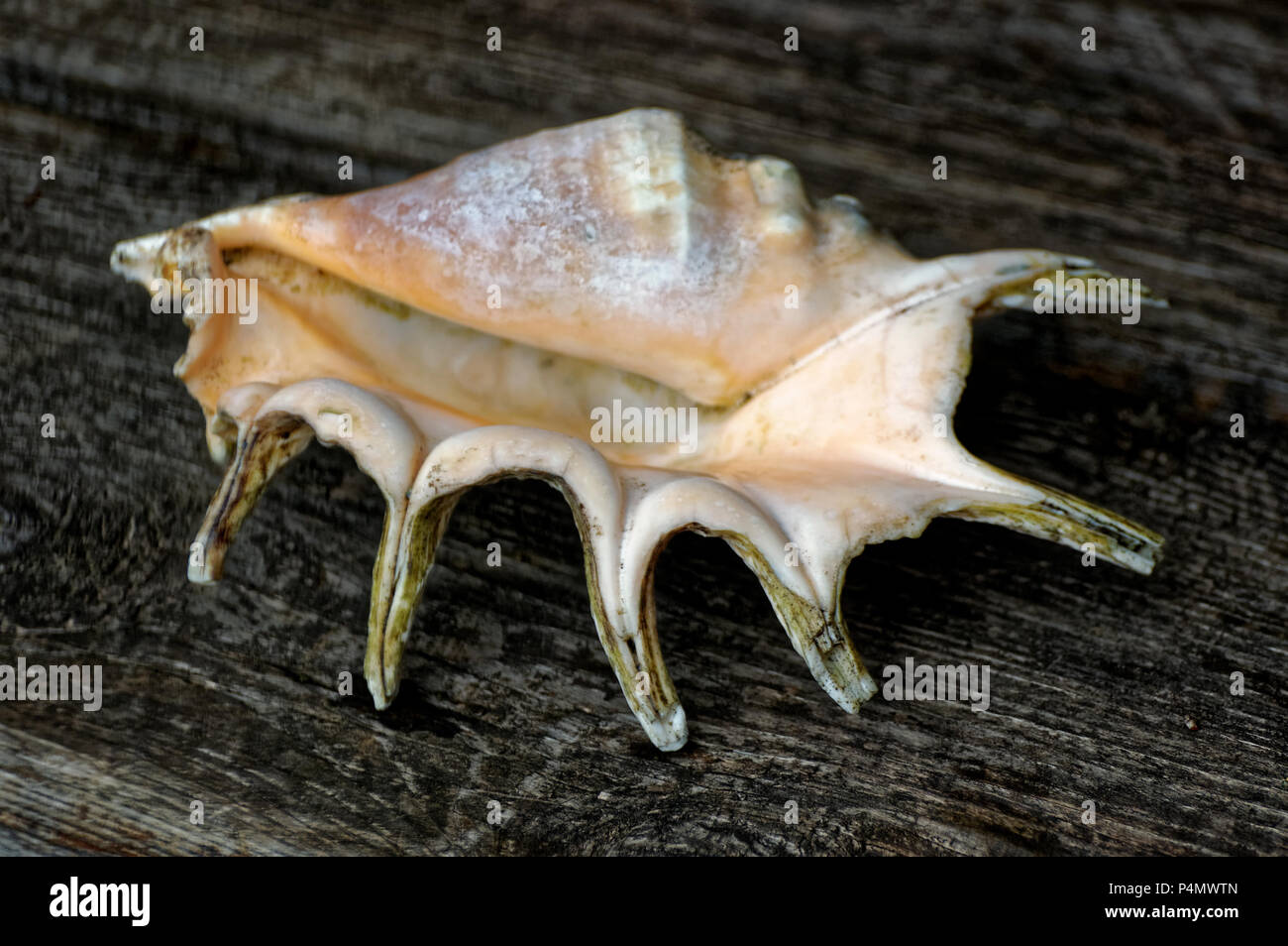 Clam shell pictures hi-res stock photography and images - Alamy