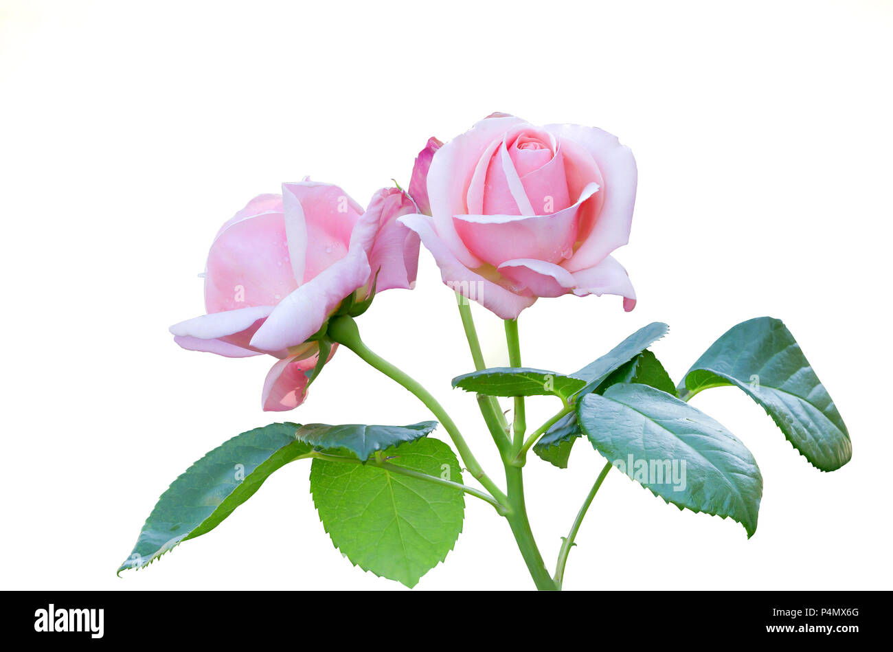 Beautiful delicate of roses flower blooming in spring natural isolated ...