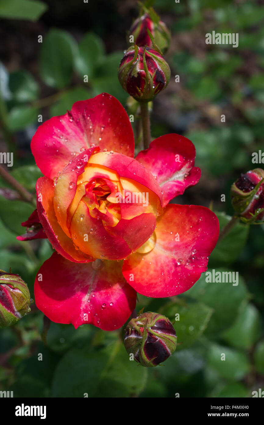 Blooming beautiful colorful rose bud in garden nature background Stock ...