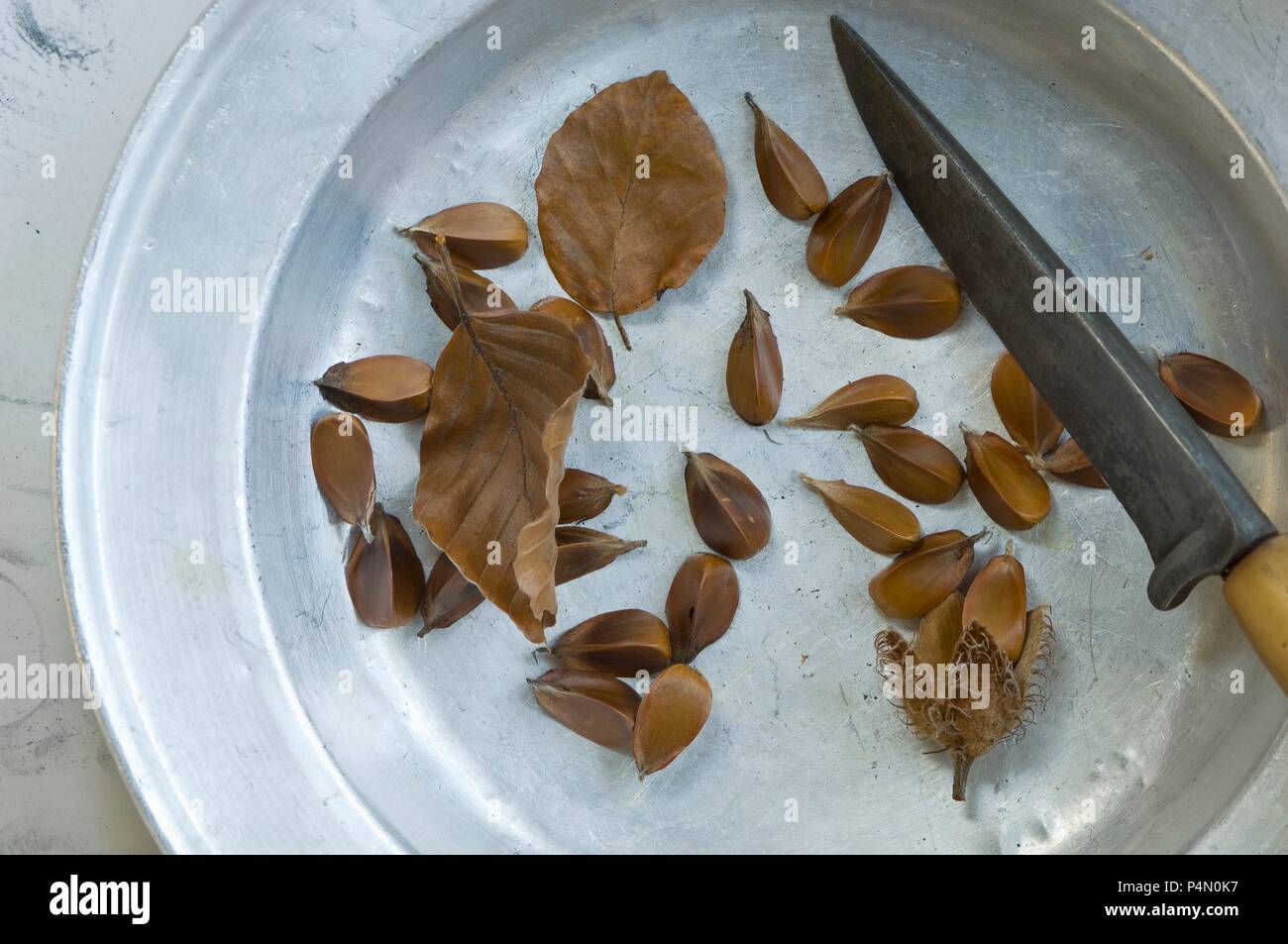 Beech nuts hi-res stock photography and images - Alamy