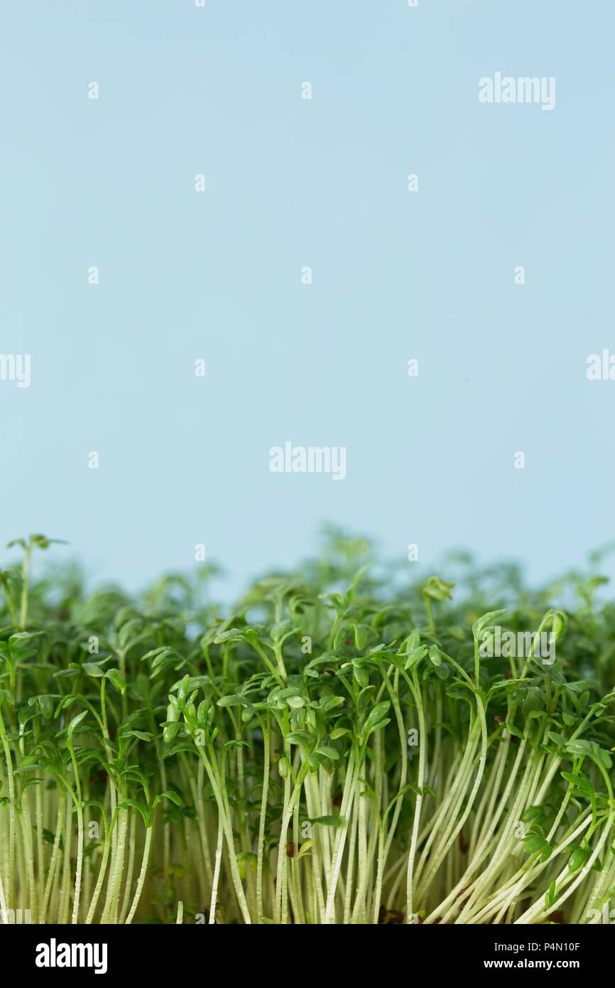 Close closeup up shot colour selective focus plant nobody hi-res stock ...