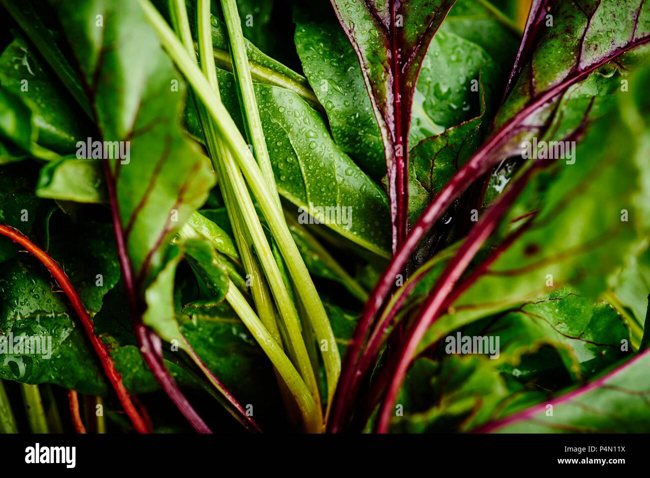 Beetroot leaf hi-res stock photography and images - Alamy