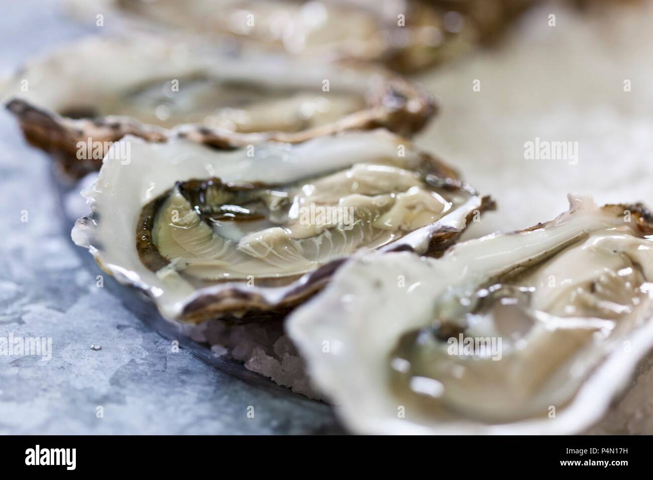Fresh, opened oysters (close-up Stock Photo - Alamy