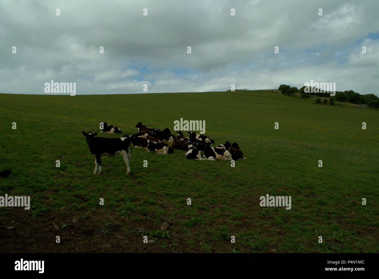 Holstein-Friesian yearling cattle Stock Photo - Alamy