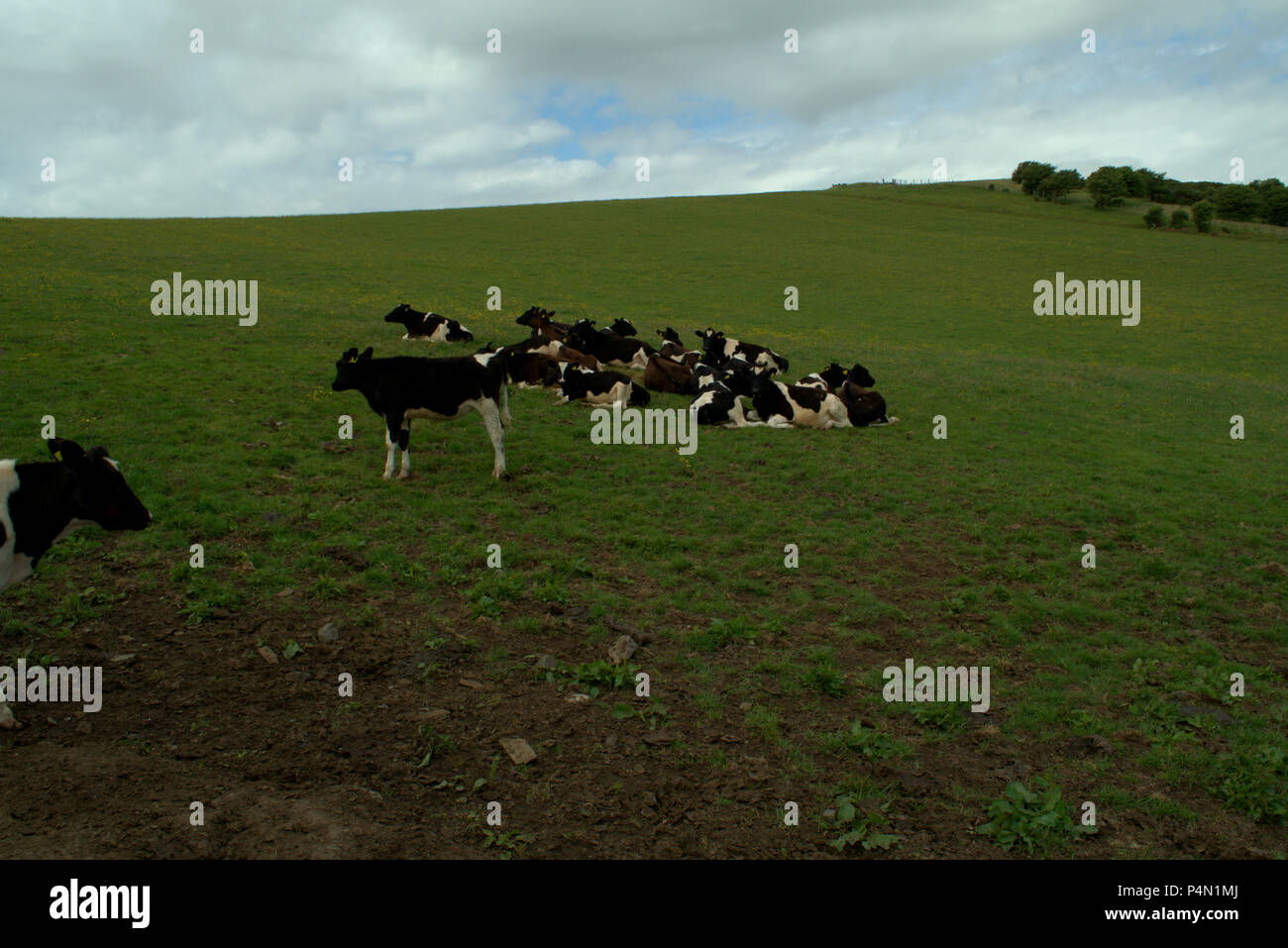 Holstein-Friesian yearling cattle Stock Photo - Alamy