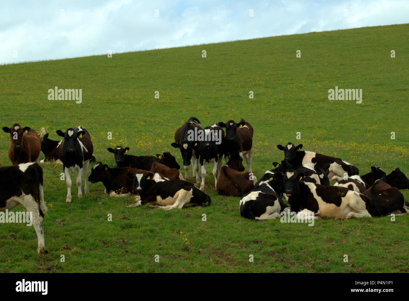 Holstein-Friesian yearling cattle Stock Photo - Alamy