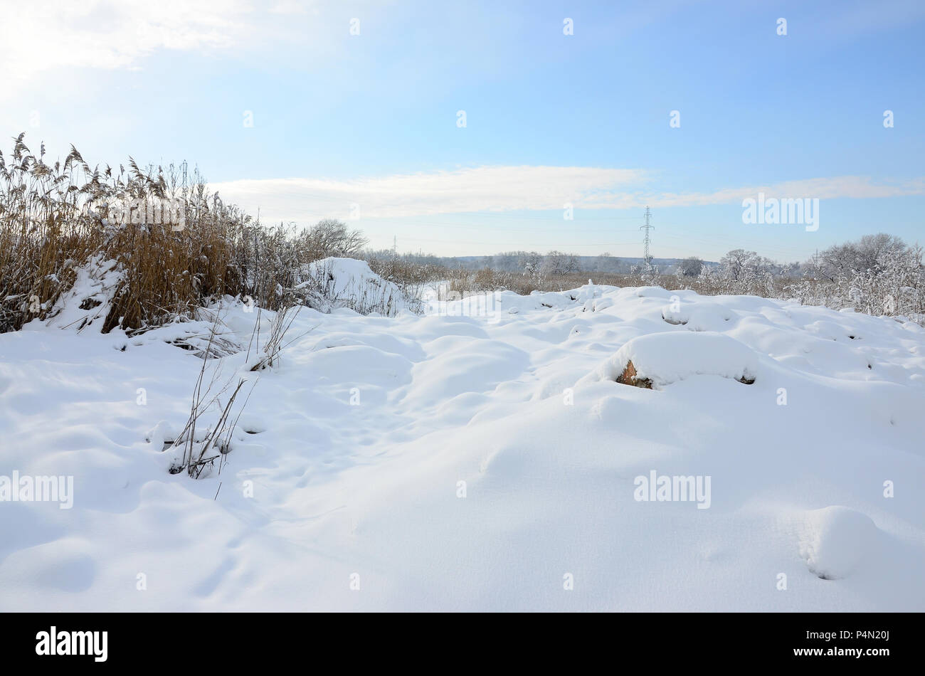 Snow-covered wild swamp with a lot of yellow reeds, covered with a ...