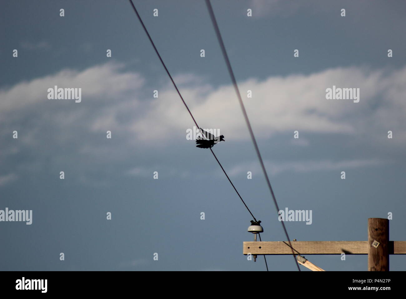 Small bird on a string hi-res stock photography and images - Alamy