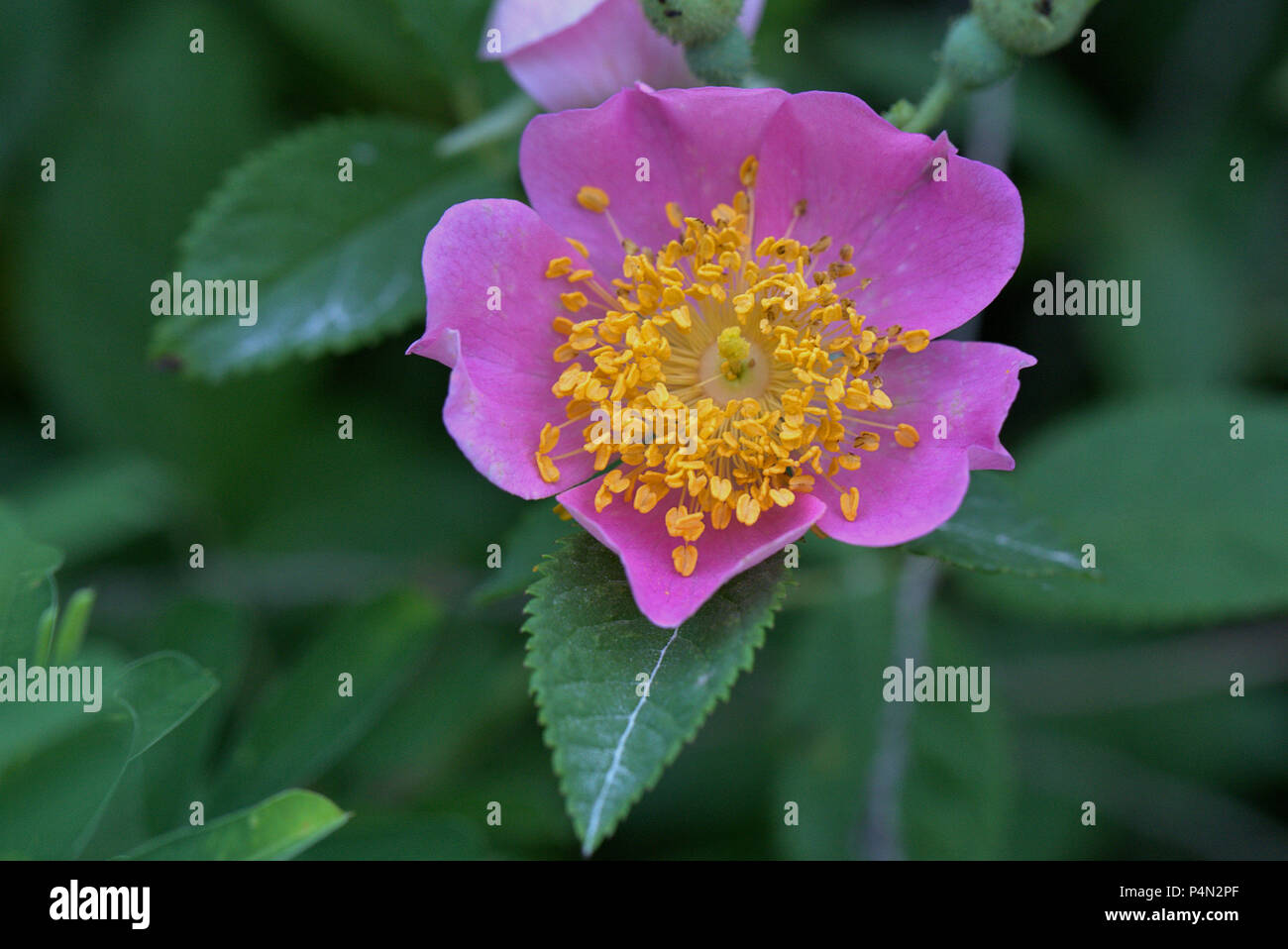 Prairie rose hi-res stock photography and images - Alamy