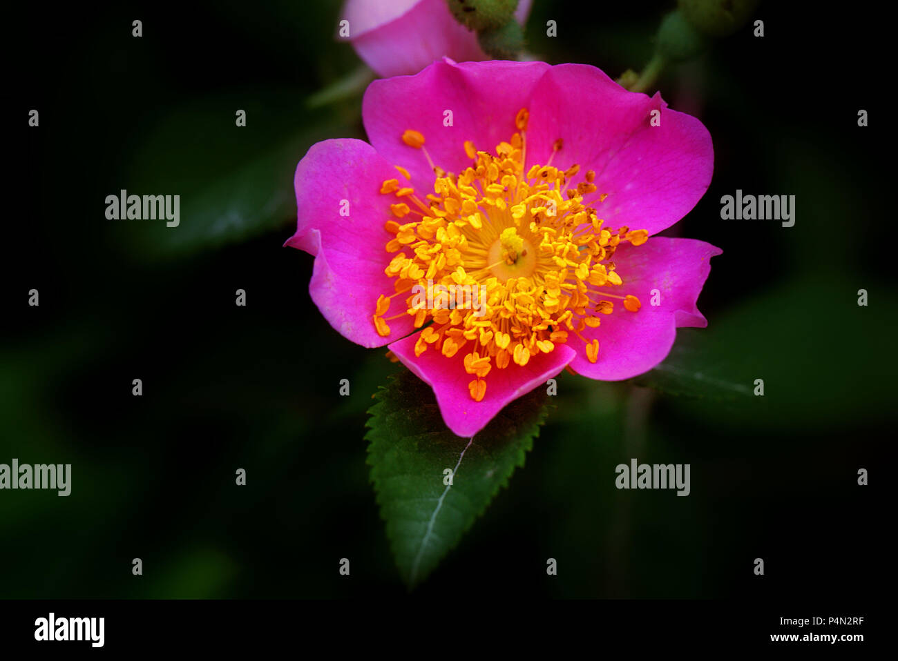 Prairie rose hi-res stock photography and images - Alamy