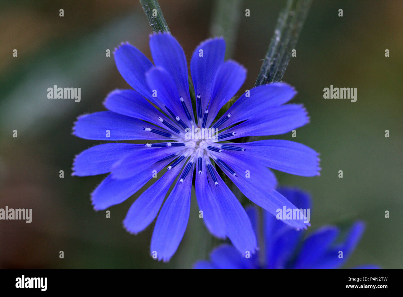 Missouri wildflower hi-res stock photography and images - Alamy