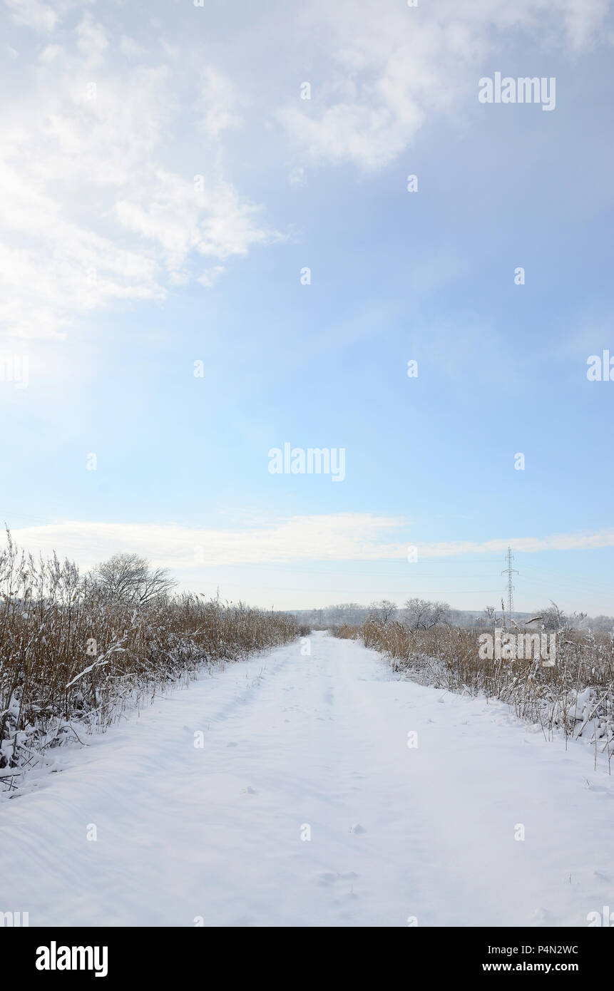 Snow-covered wild swamp with a lot of yellow reeds, covered with a ...