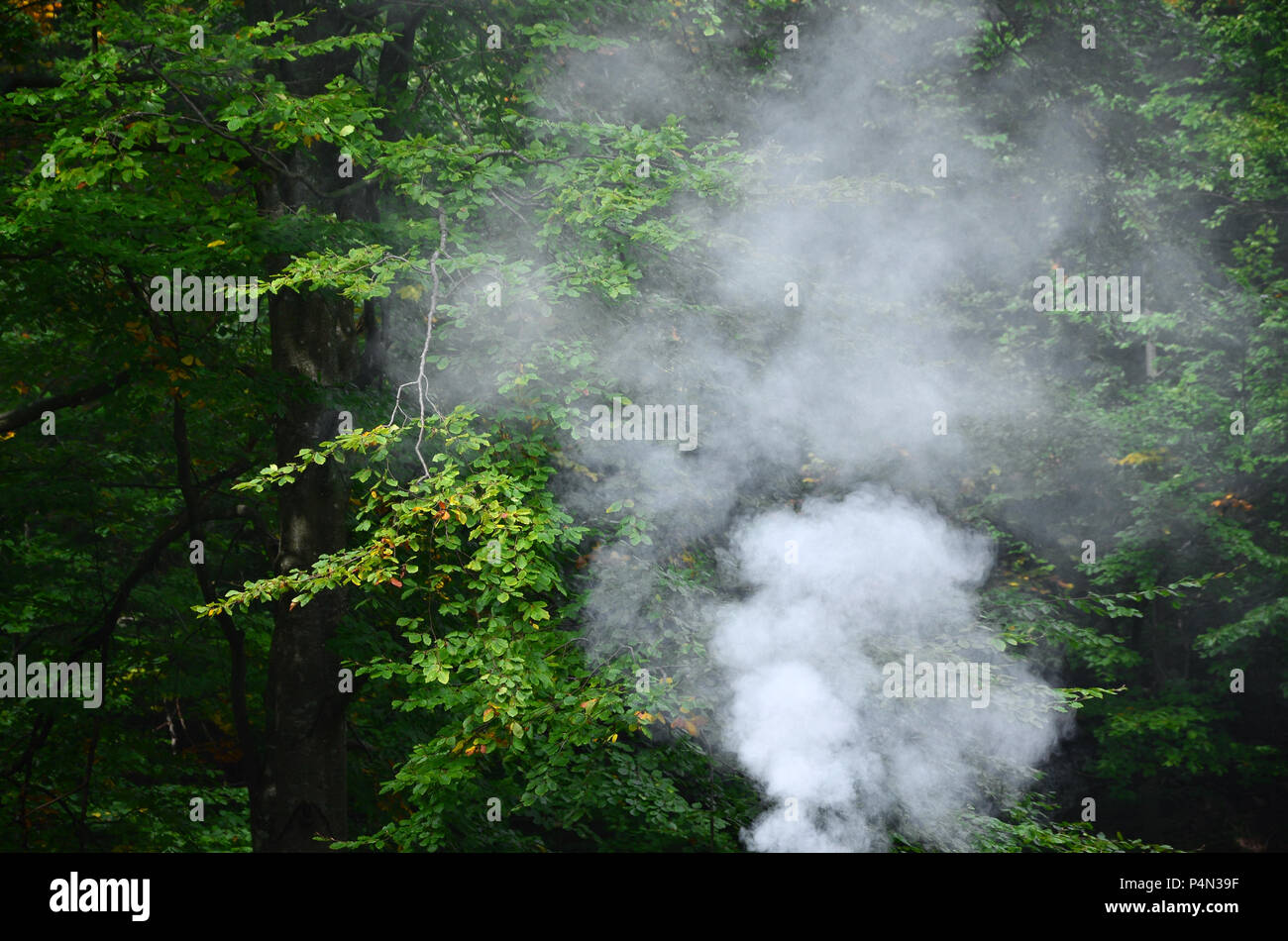 White smoke spreads over the background of forest trees Stock Photo - Alamy