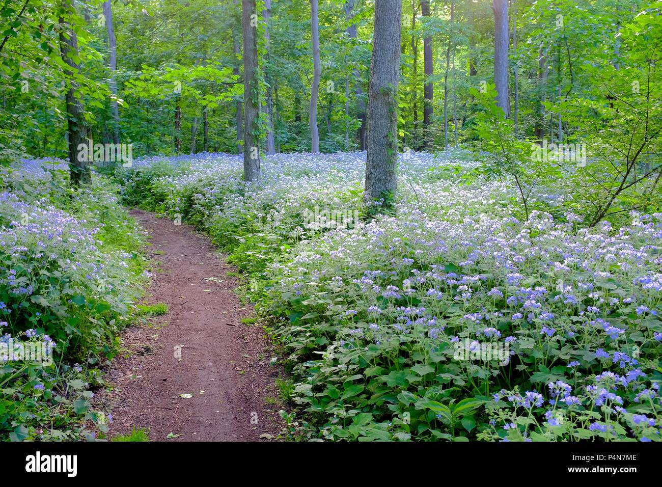 Wildflower path hi-res stock photography and images - Alamy