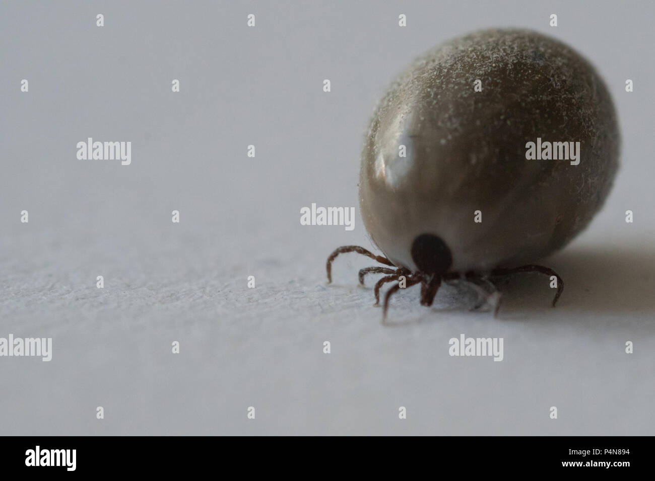 Detailed view of a tick with copy space Stock Photo - Alamy