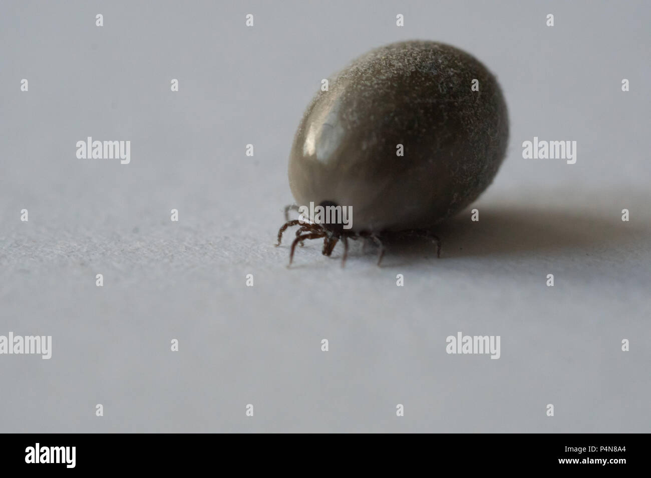 Tick mark hi-res stock photography and images - Alamy