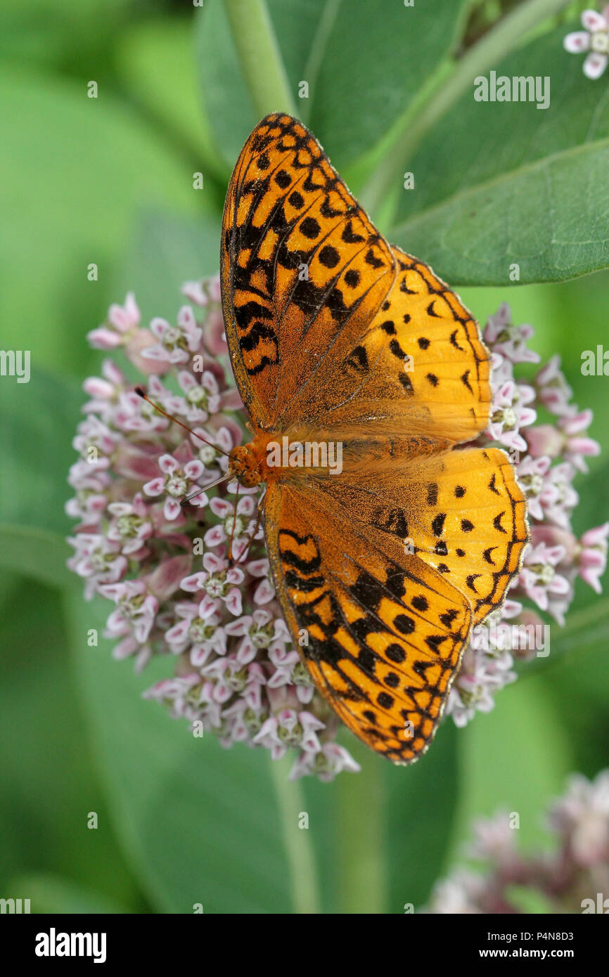 Great spangled fritillary hi-res stock photography and images - Alamy