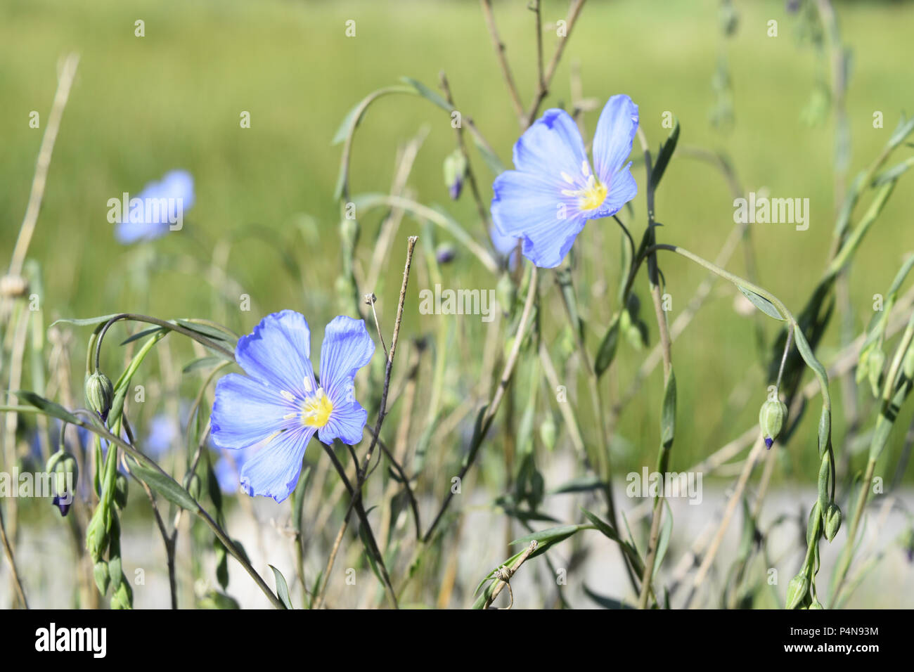 Oregon wildflowers hi-res stock photography and images - Alamy