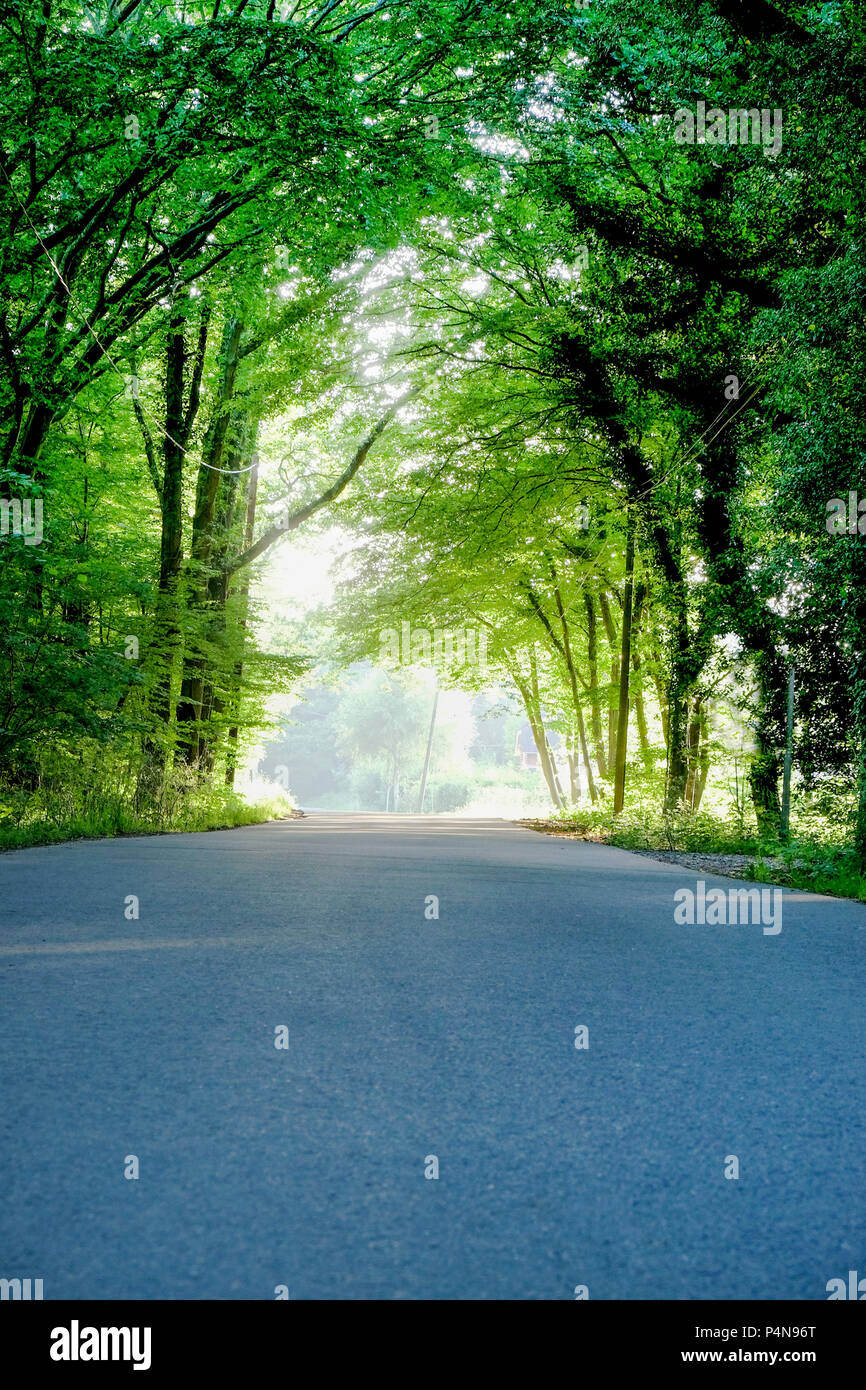 A British country lane in summer time with a curve to the left, green ...