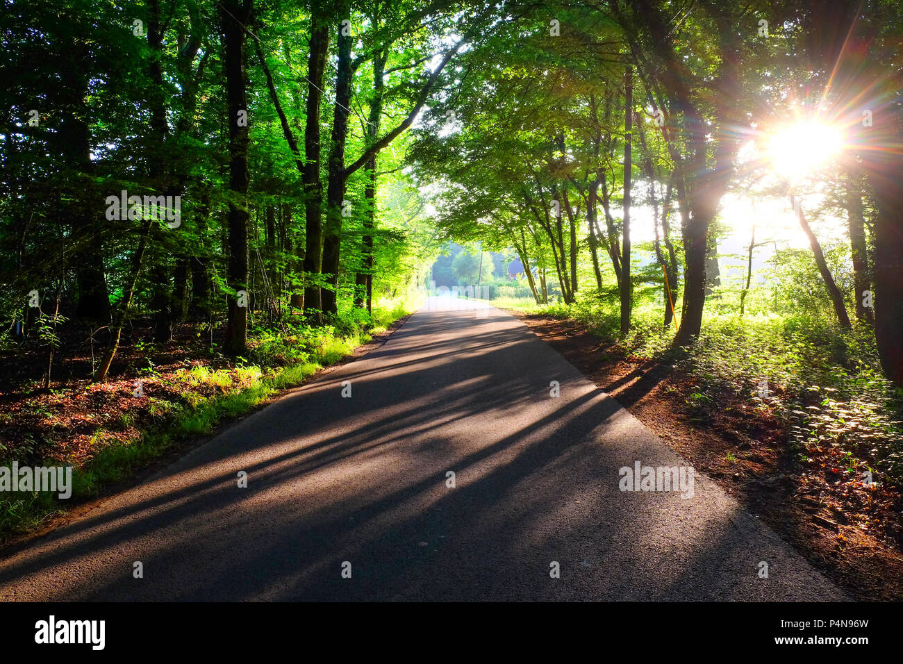 A British country lane in summer time with a curve to the left, green ...