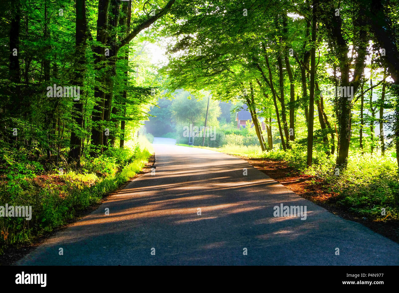 Looking down a country lane in summer time with a curve to the left ...